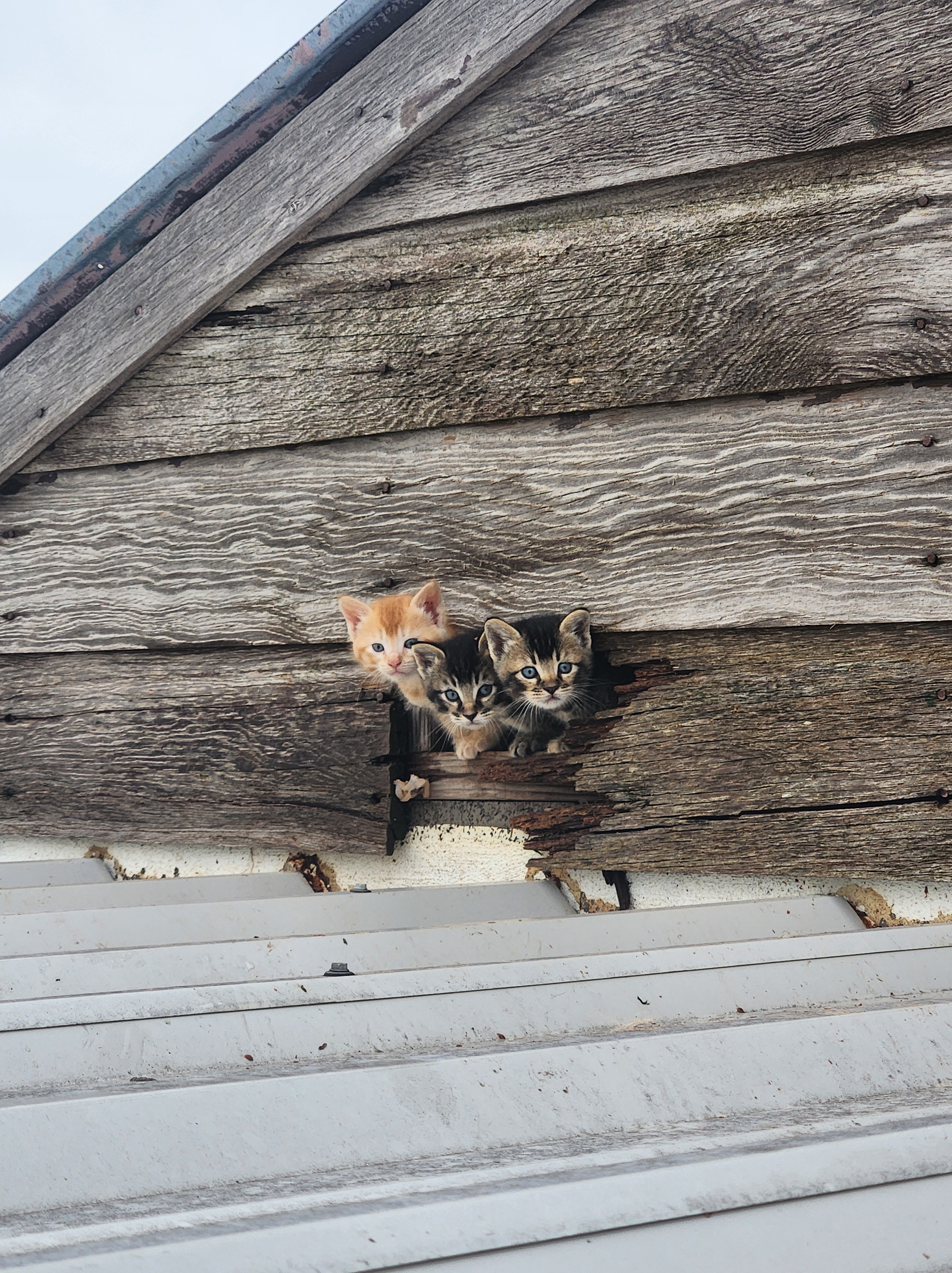 Officially the Crazy Cat Lady – Ranch Wife Ramblings